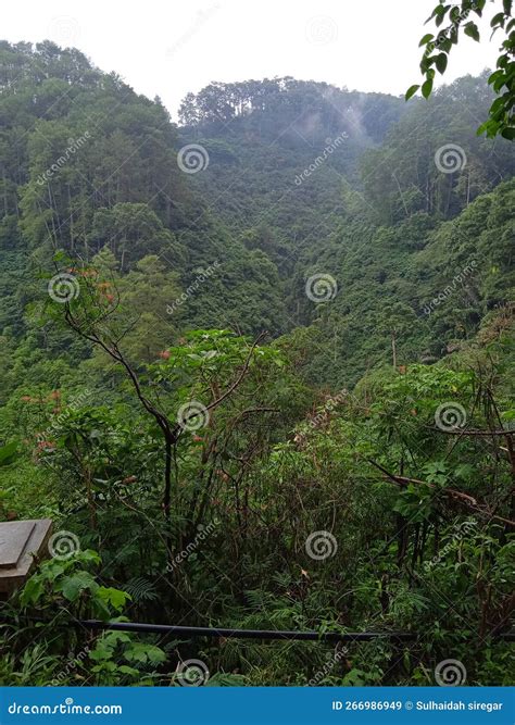 The Forest Of Java Stock Image Image Of Trail Java 266986949