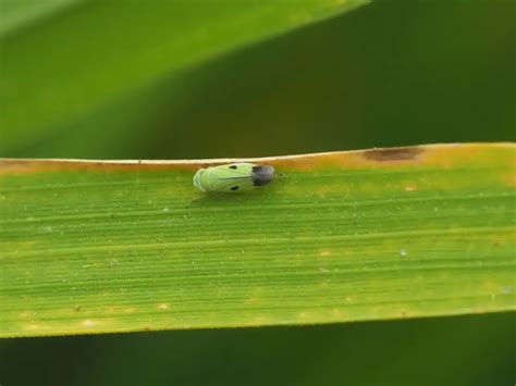 กรมส่งเสริมการเกษตร เตือนชาวนา ระวัง เพลี้ยจักจั่นสีเขียว Ryt9