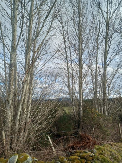 What Tree Is This Rtree