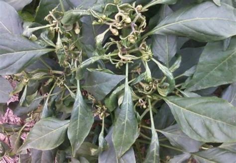 辣椒病毒病的识别与防治药物落叶抗病品种