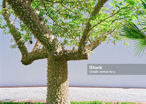 나무 껍질에 가시가 있는 나무와 나뭇가지에 녹색 잎이 있는 나무는 건물의 하얀 벽 근처 정원에 있습니다 미니멀한 식물 개념 0명에 대한 스톡 사진 및 기타 이미지 Istock