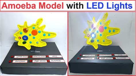How To Make The Model Of An Amoeba With Led Lights Science Projects Maths Tlm English Tlm