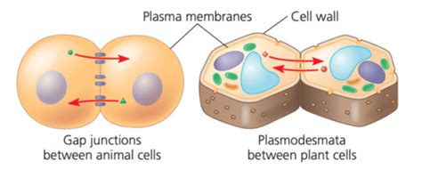 BIOL Lecture Cell Communication Flashcards Quizlet