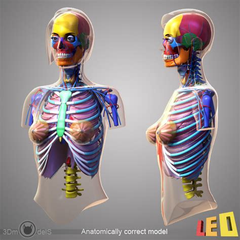 3d Model Female Anatomy 2