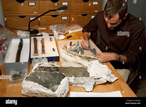 Fossil Preparation Palaeontologist Removing Dinosaur Fossils From Their Host Rock Gangue At