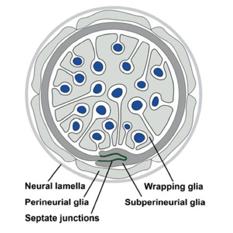 Control Of Axonal Wrapping Klaembt Lab