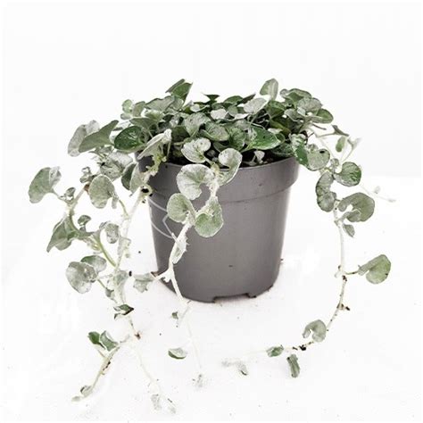 Дихондра - купить саженцы в Украине недорого | Florium.ua