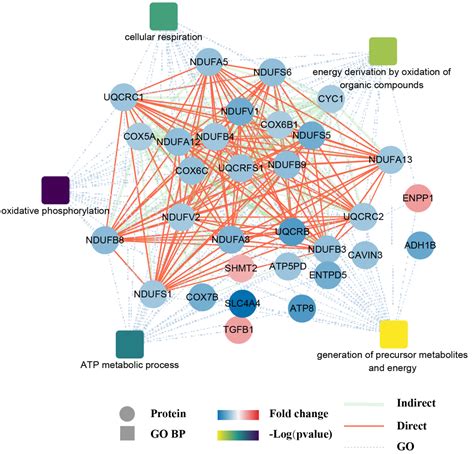 跟着 Nc 学作图 互作网络图进阶 蛋白 富集通路 Cytoscape 知乎