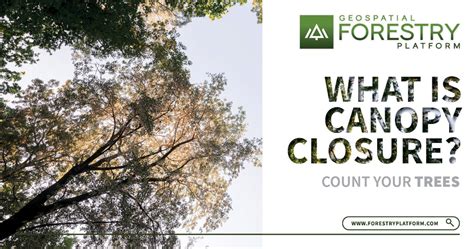 Counting Trees Forestry Tree Compartments Africa