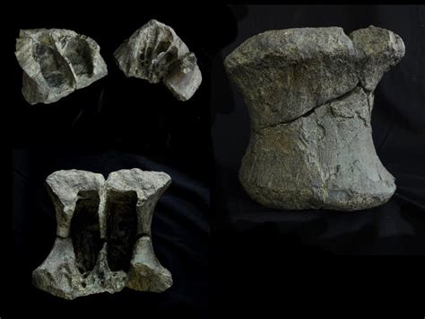 Apatosaurus Split Vertebrae Replica Dinosaurs Rock Superstore Fossil And Mineral Specimens