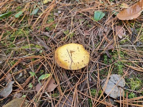 끈적비단그물버섯20241102