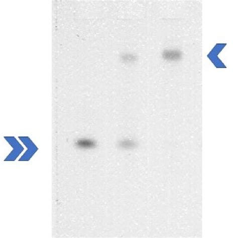 Gel Shift Assay To Analyze The Effect Of Temperature On The Download Scientific Diagram