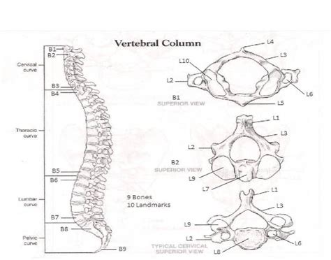 Bones Of The Human Vertebral Column Identify And Color By The Lab