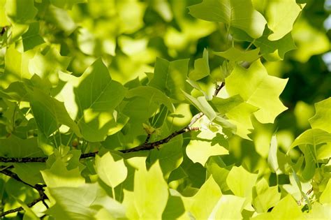 How To Prune A Maple Tree A Simple Guide Forest Wildlife
