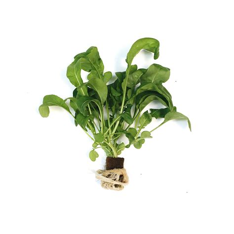 Spicy Rucola Space Farms