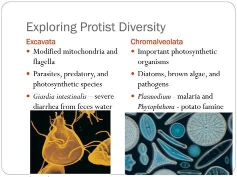 Ppt Protists Powerpoint Presentation Free Download Id3603130