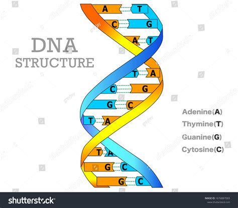Dna Structure Model Anatomy Different Double Stock Vektor Royaltyfri 1676887003