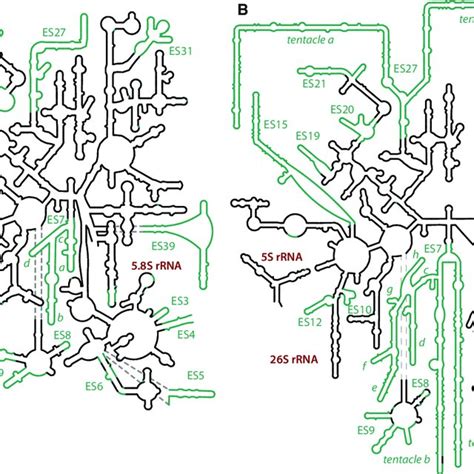 Secondary Structures Of Two Eukaryotic Lsu Rrnas A S Cerevisiae