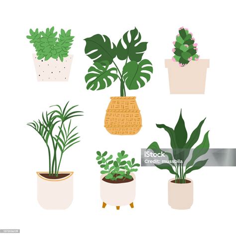 도시 정글 일러스트레이션 식물 몬스터 선인장 옥 부르로스 꼬리 켄티아 주철 세련된 화분과 냄비의 열대 잎이있는 트렌디 한 홈 장식 0명에 대한 스톡 벡터 아트 및 기타