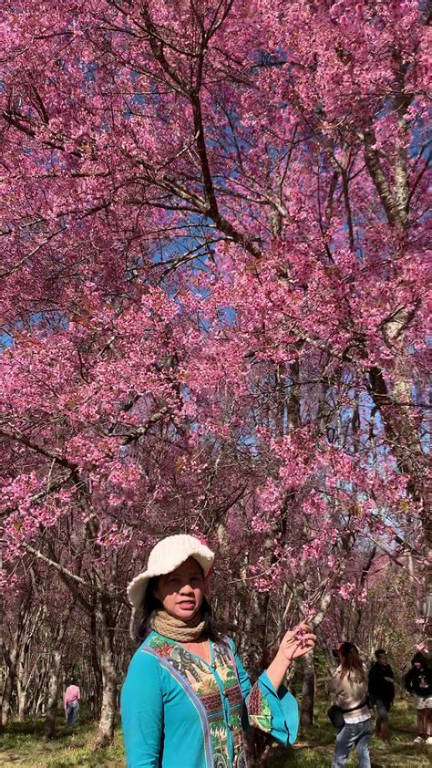 เมืองไทยเรามีดีตื่นตา ดอกนางพญาเสือโคร่ง ผลิดอกสีหวานตระการตาบนภูลมโล ดินแดนภูเขาแห่งความรัก สี