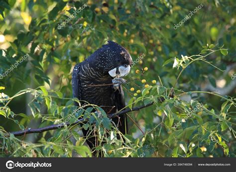 Red Tailed Black Cockatoo Calyptorhynchus Banksii Natural Habitat
