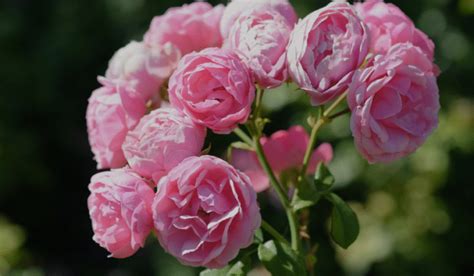 35 Types Of Pink Roses For Your Garden