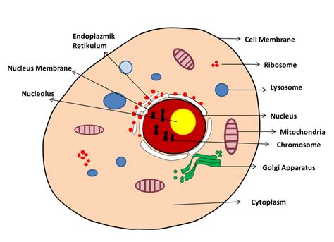 The Structure Of The Cell Is Shown With A Simple Diagram Cell Membrane