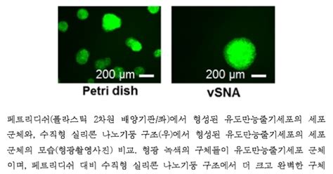Gist 유도만능줄기세포 대용량 배양 가능성 열어