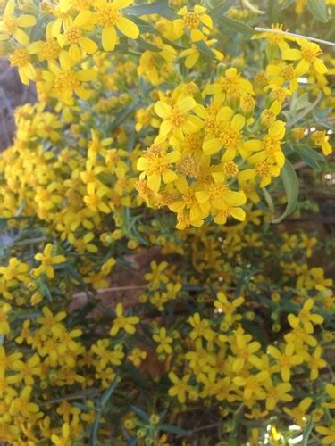 Chamizo Blanco Barkleyanthus Salicifolius Picturethis