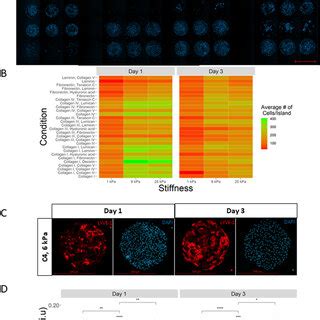 High Throughput Cellular Microarray Analysis Of LSECs A Example Download Scientific Diagram
