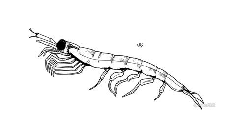 Euphausiacea Rscienceillustration