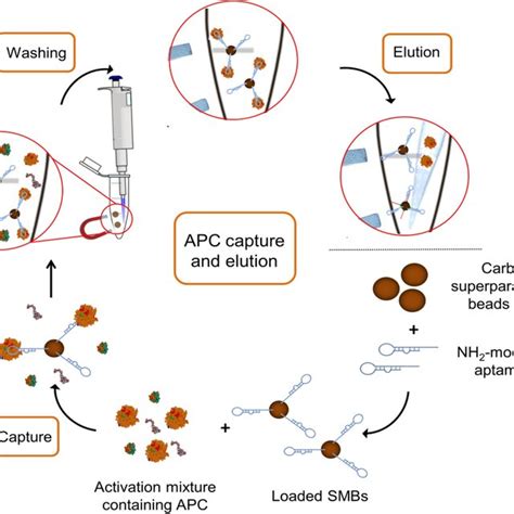Principle Of Two Step Purification Method For Capturing And Elution Of Download Scientific