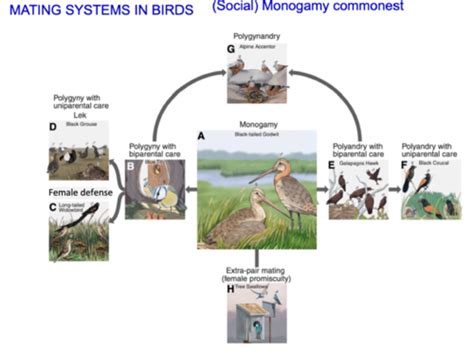4 Mating Systems In Birds Flashcards Quizlet