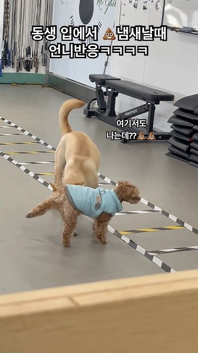 동생 입에서 응가냄새나면 언니강아지 반응 ㅋㅋㅋ Youtube
