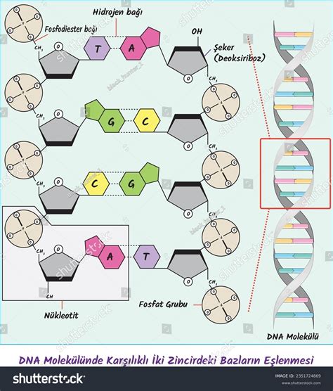 Phosphodiester Bond In Dna