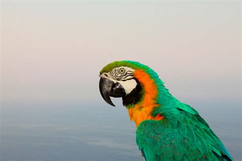 Langchain Python Tutorial Quick And Easy Guide For Beginners Be On