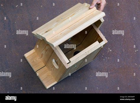 European Red Squirrel Eurasian Red Squirrel Sciurus Vulgaris Build