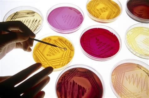 Microbiologists Propose New Dna Based Naming System For Microbes Science Aaas