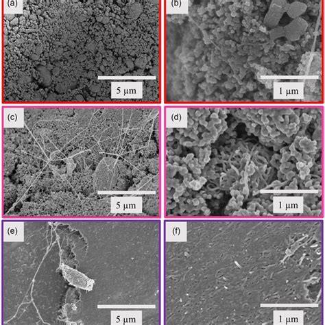 Scanning Electron Microscopy Sem Micrographs Of Ab Cath‐307 Cd Download Scientific