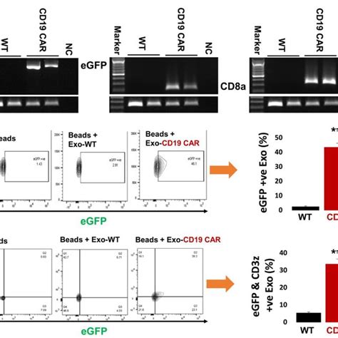Confirmation Of Cd19 Car Molecules Expression In Harvested Exosomes