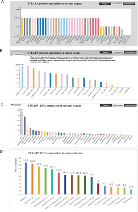 Steap3 Is A Potential Preliminary Prognostic Biomarker Of Glioblastoma