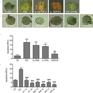 Cytokine Induced MCP 1 In Mouse Islets Expression Of MCP 1 Gene Download Scientific Diagram