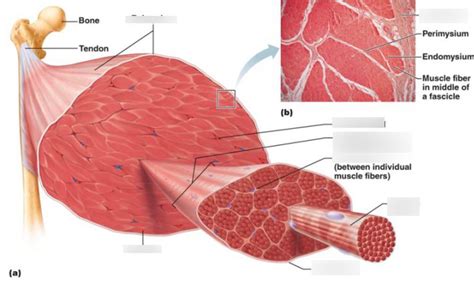 Chapter 9 Objectives Diagram Quizlet