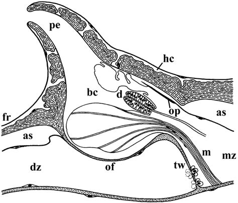 37 Schematic Longitudinal Section Of Peristomial Ovicell In Margaretta