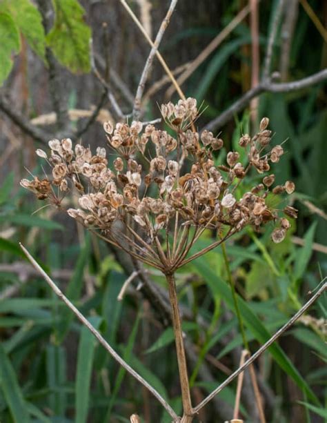 Foraging And Cooking Golpar Cow Parsnip Seed Forager Chef