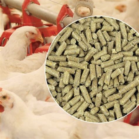 The Importance Of Pellet Feeding Feed Conversion Rate Of Broiler