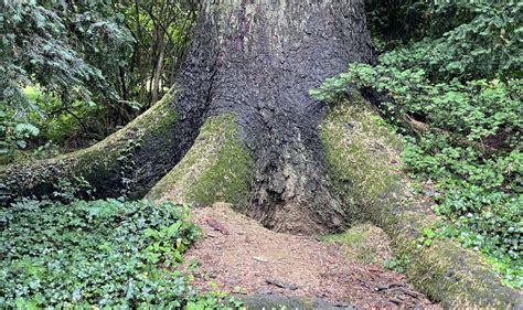 Tree Protection And The Propping Of Vulnerable Trees Gardens Heritage And Planning