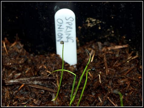 Mark S Veg Plot Spring Onion Perverse