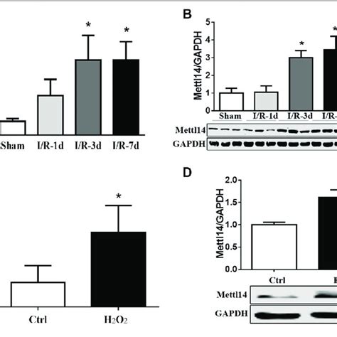 Mettl14 Activates The Wnt β Catenin Signaling Pathway In An