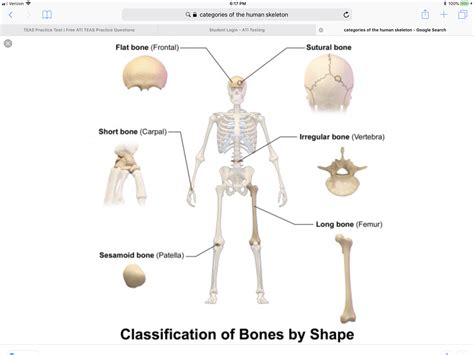 Best 12 Types Of Bones Learn Skeleton Anatomy Artofit
